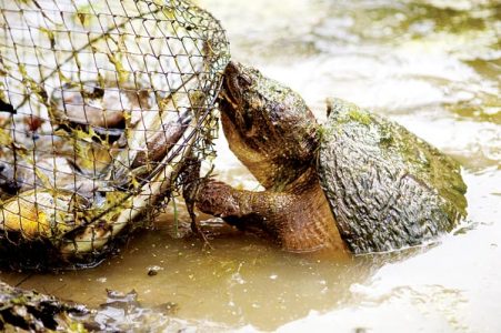 The Secret Life of Snapping Turtles - Grit